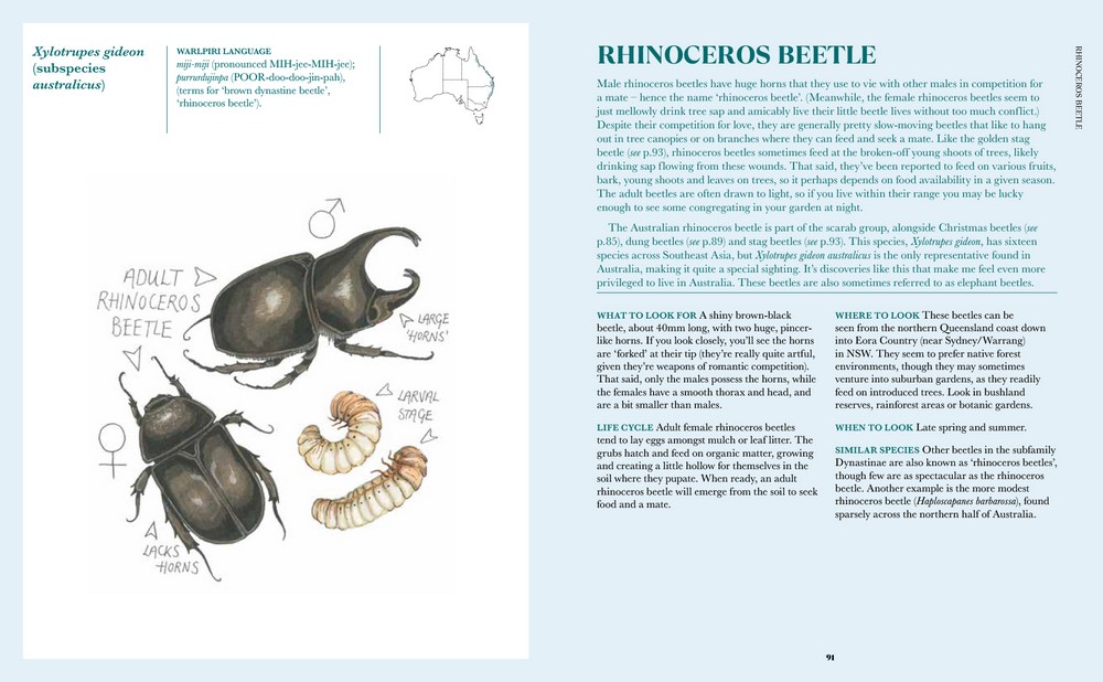 100 Australian Butterflies, Bees, Beetles & Bugs by Georgia Angus ...