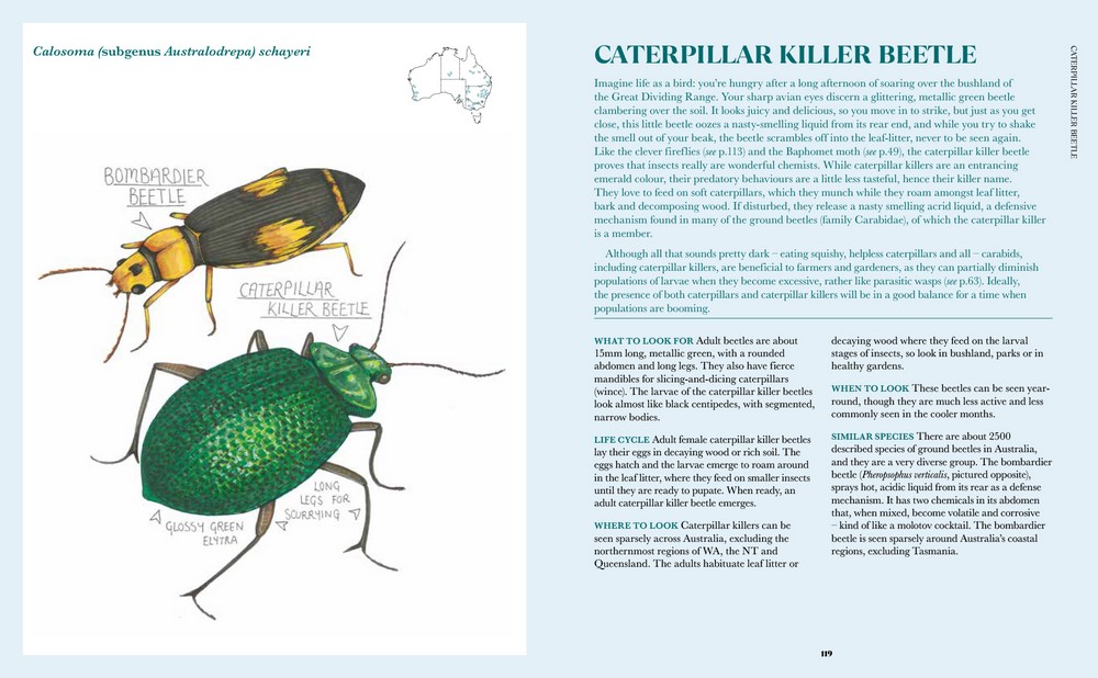 100 Australian Butterflies, Bees, Beetles & Bugs by Georgia Angus ...