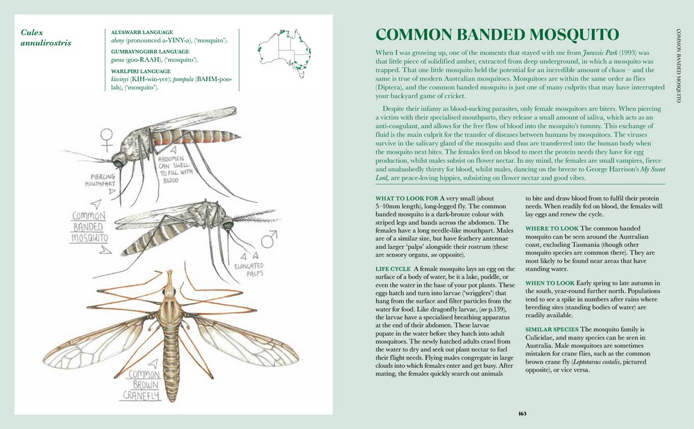 100 Australian Butterflies, Bees, Beetles & Bugs by Georgia Angus ...