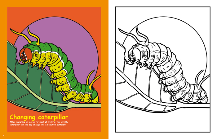 Australian Creepy Crawlies , Kids Colouring Book by Kitzelmann Kerry ...