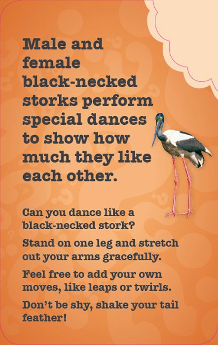 Bite-Size Activity Flashcards, 50 Q & A Cards Australian Wildlife Facts ...