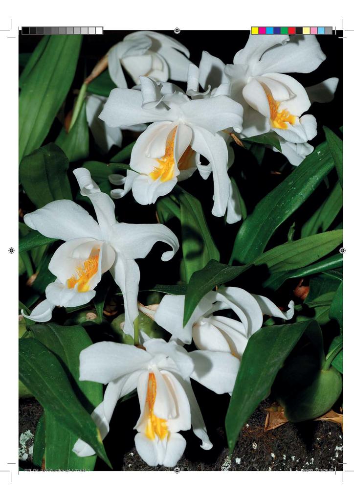 Encyclopedia of Tropical Plants, Identification and Cultivation of over ...