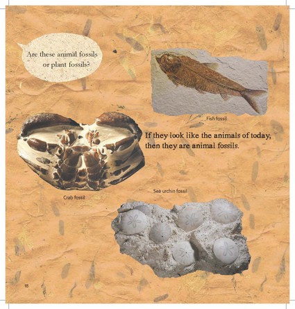 Fossils Tell Stories, Science Storybook Series by Australian Geographic ...