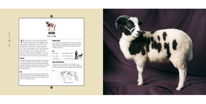 Booktopia - Beautiful Sheep, Beautiful Animals Series by Kathryn Dun ...
