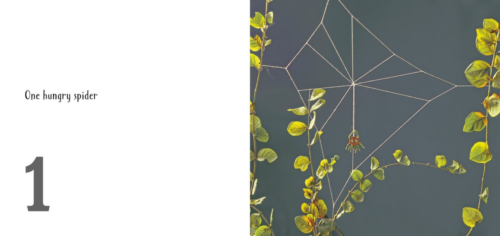 One Hungry Spider (35th Anniversary Edition) by Jeannie Baker ...