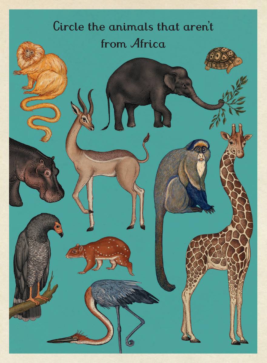Animalium Activity Book by Katie Scott | 9781760400057 | Booktopia