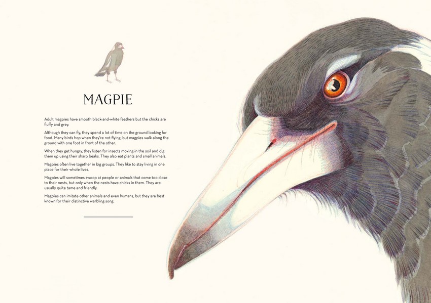 Australian Birds by Matt Chun | 9781760502003 | Booktopia
