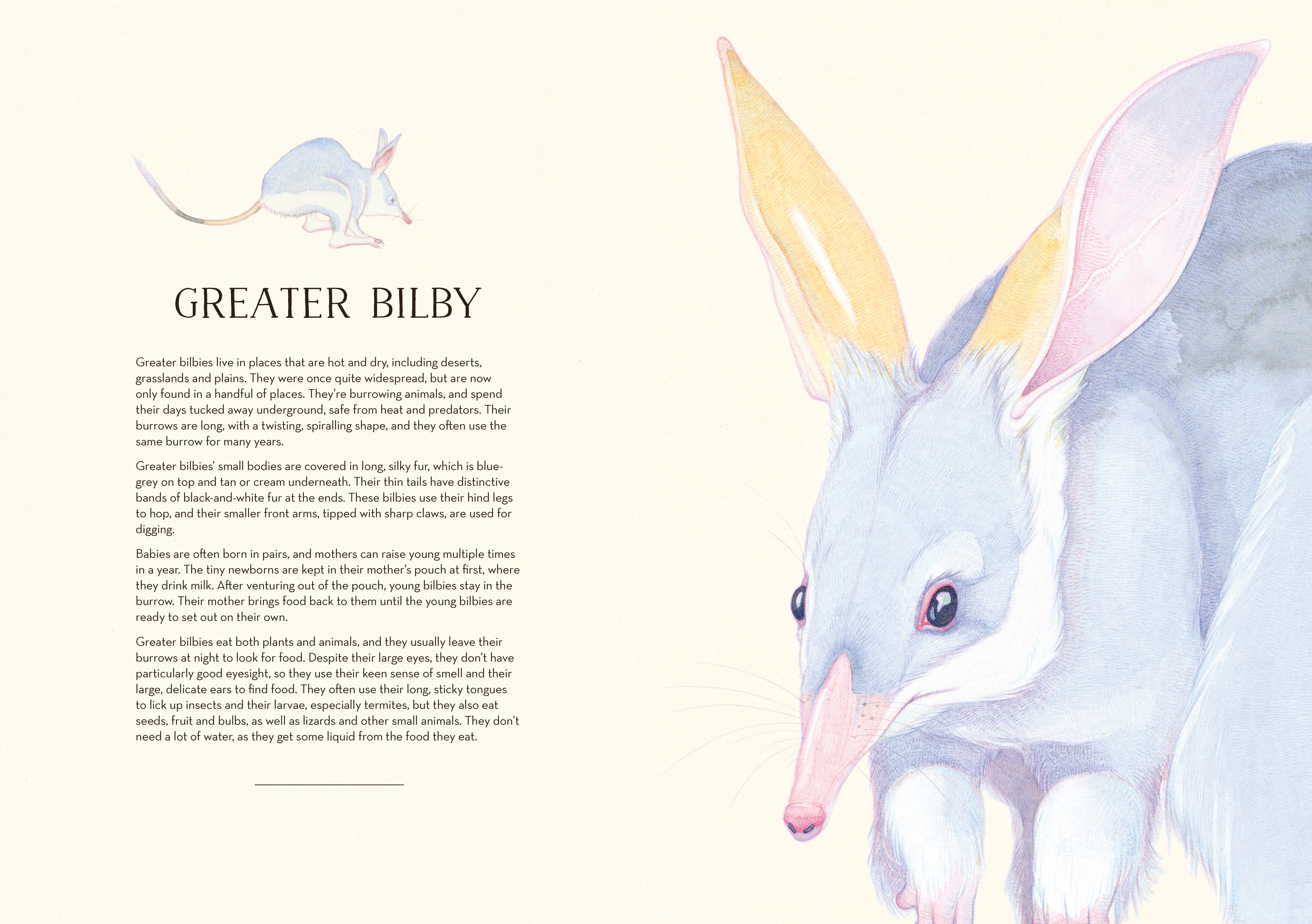 Australian Animals by Matt Chun | 9781760508692 | Booktopia