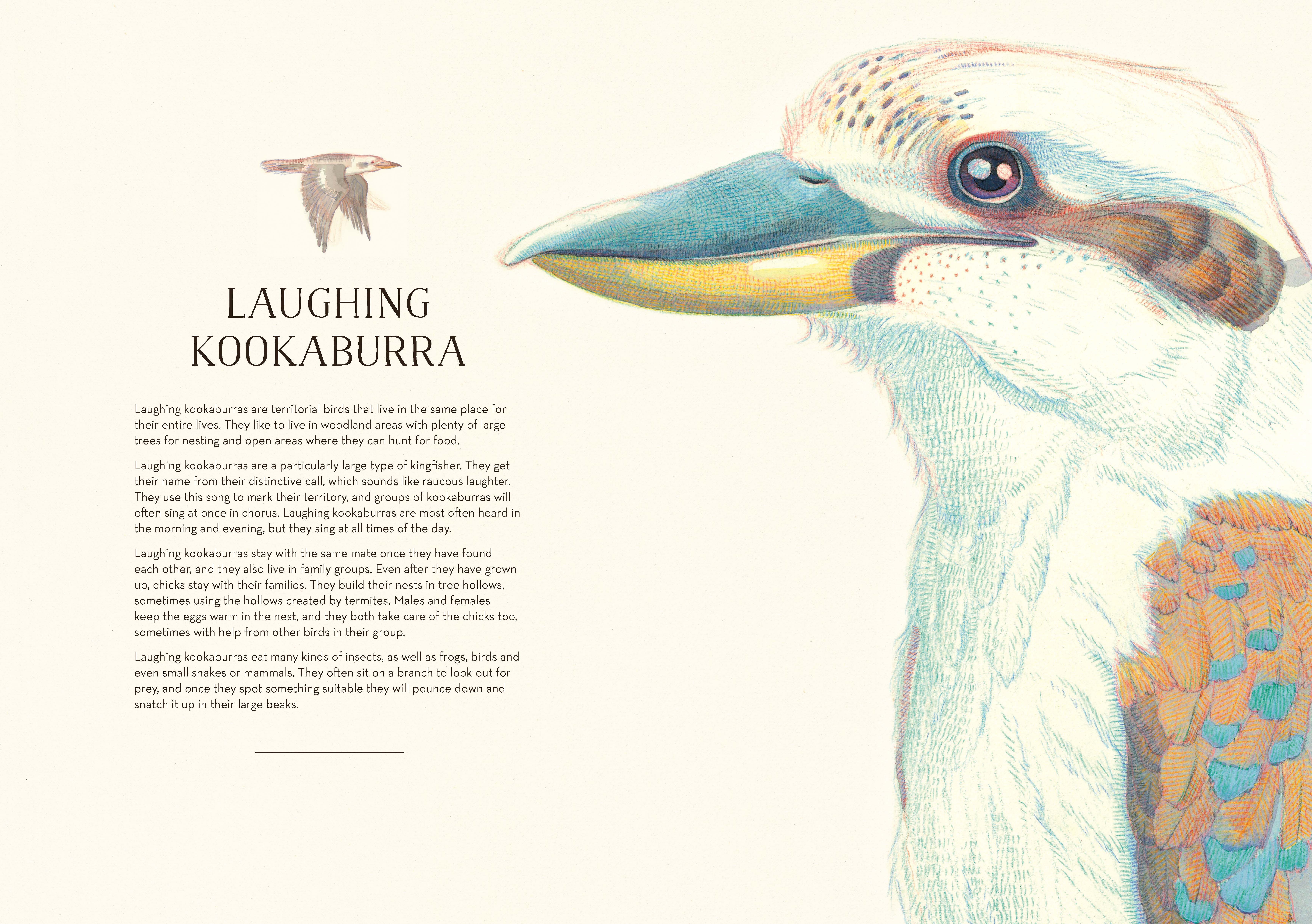 Australian Animals by Matt Chun | 9781760508692 | Booktopia