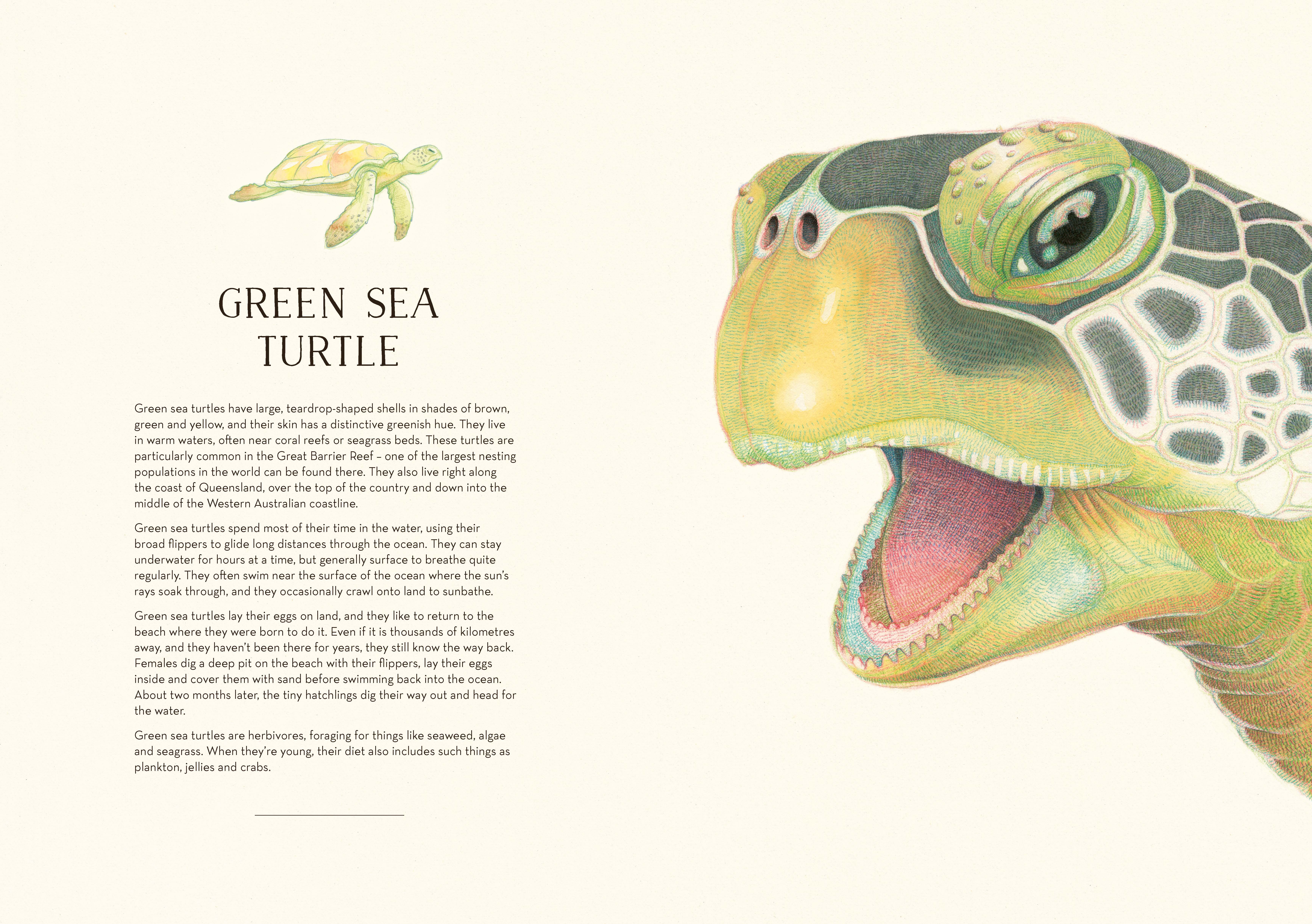 Australian Animals by Matt Chun | 9781760508692 | Booktopia