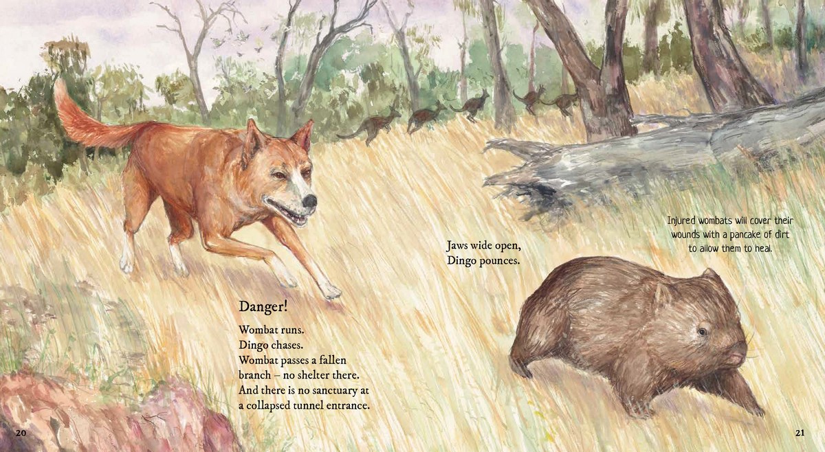 Wombat, CBCA's Notable Eve Pownall Award 2022 by Christopher Cheng ...