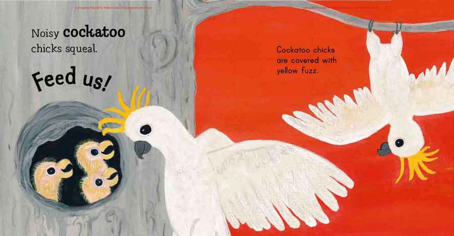 Australian Baby Animals by Frané Lessac | 9781760651763 | Booktopia