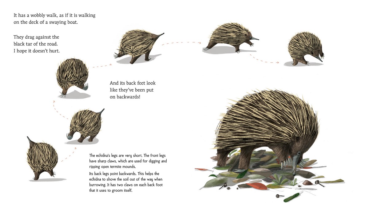 The Echidna Near My Place, Nature Storybooks by Sue Whiting ...