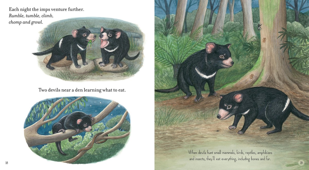 Tasmanian Devil, Nature Storybooks by Claire Saxby | 9781760652418 ...