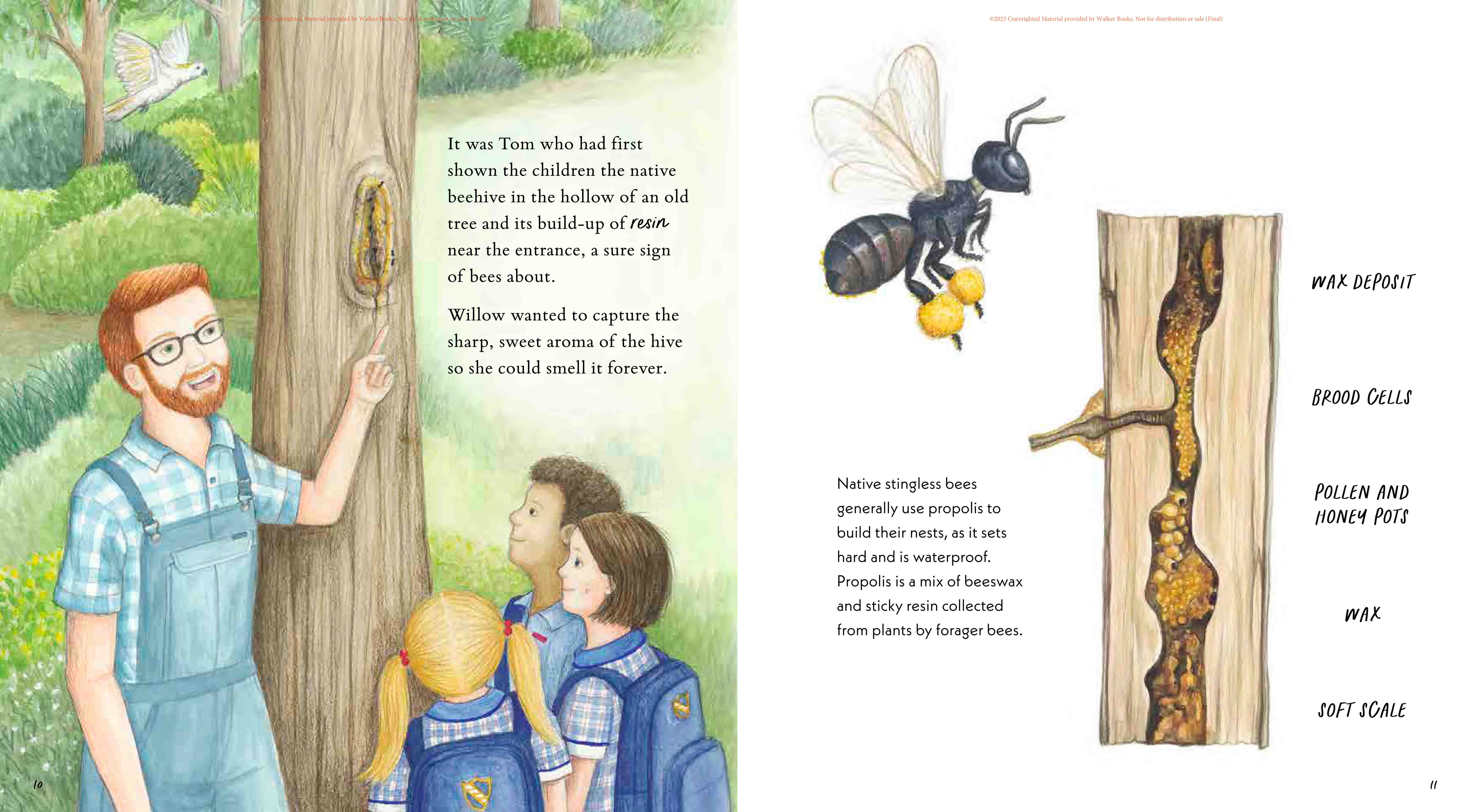 The Beehive, Nature Storybooks by Megan Daley | 9781760655228 | Booktopia