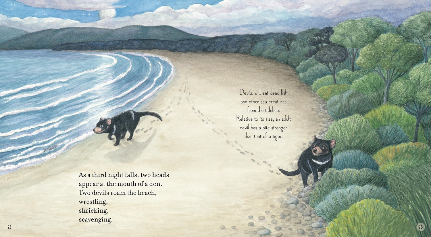 Tasmanian Devil by Claire Saxby | 9781760656270 | Booktopia