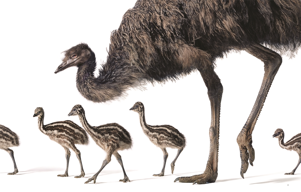 Birds by Tim Flach | 9781760762001 | Booktopia