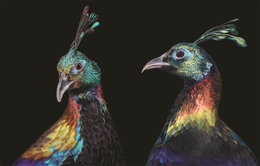 Birds by Tim Flach | 9781760762001 | Booktopia