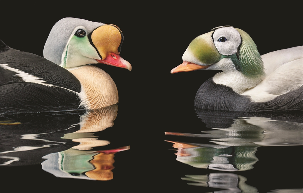 Birds by Tim Flach | 9781760762001 | Booktopia