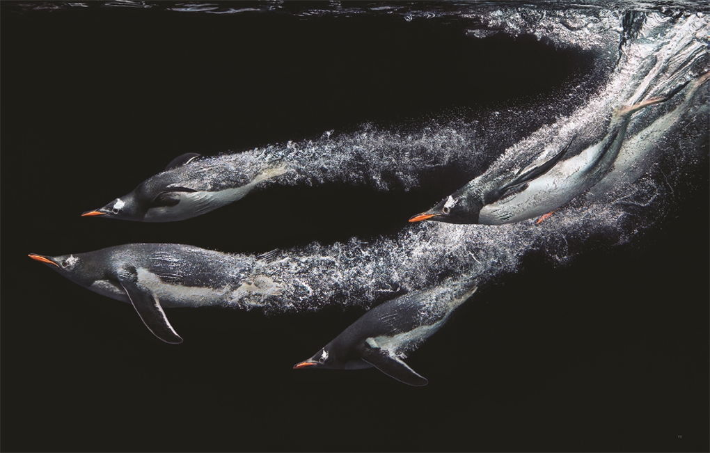 Birds by Tim Flach | 9781760762001 | Booktopia