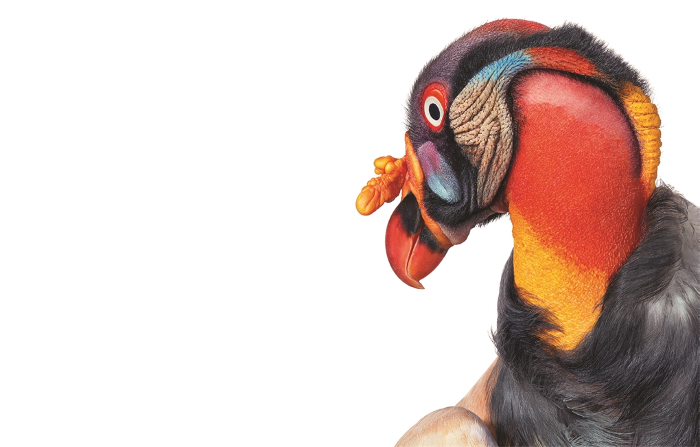 Birds by Tim Flach | 9781760762001 | Booktopia