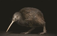 Birds by Tim Flach | 9781760762001 | Booktopia