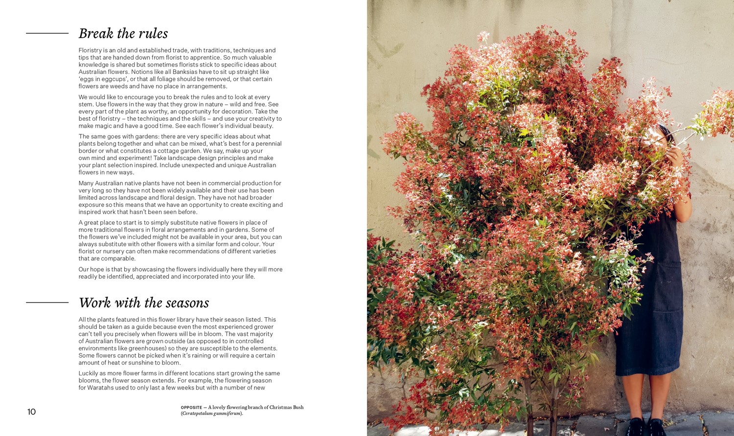 Bush Flowers, Australian flowers and foliage for decoration and design ...