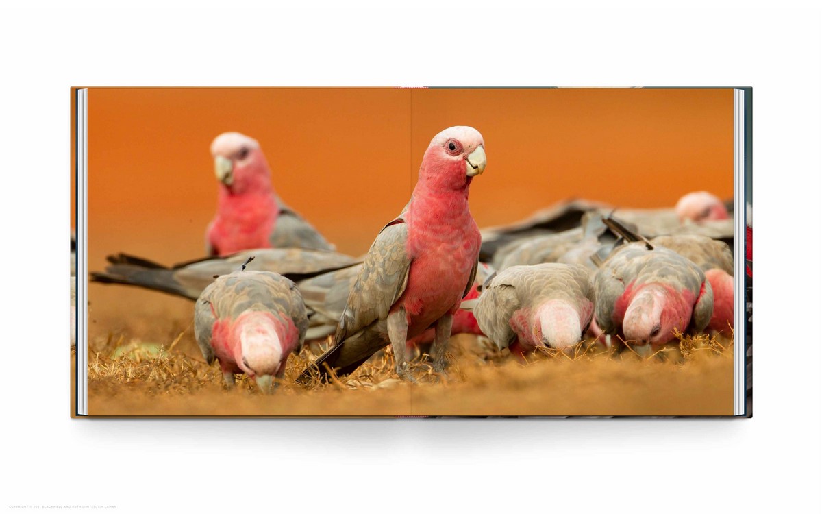 Bird Planet by Tim Laman | 9781760762988 | Booktopia