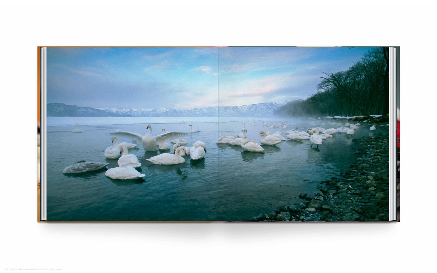 Bird Planet by Tim Laman | 9781760762988 | Booktopia