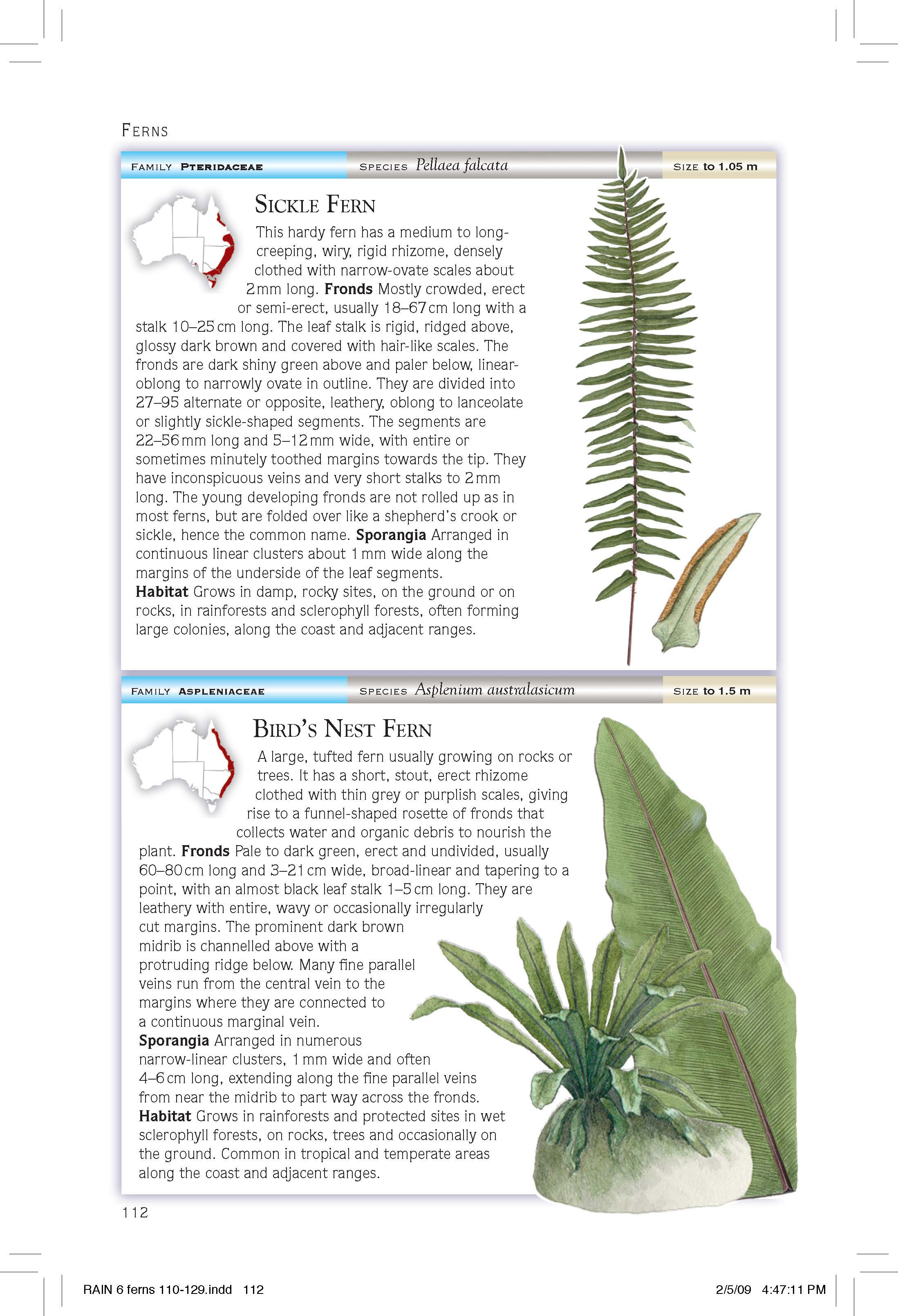 Cronin's Key Guide to Australian Rainforest Plants by Leonard Cronin ...