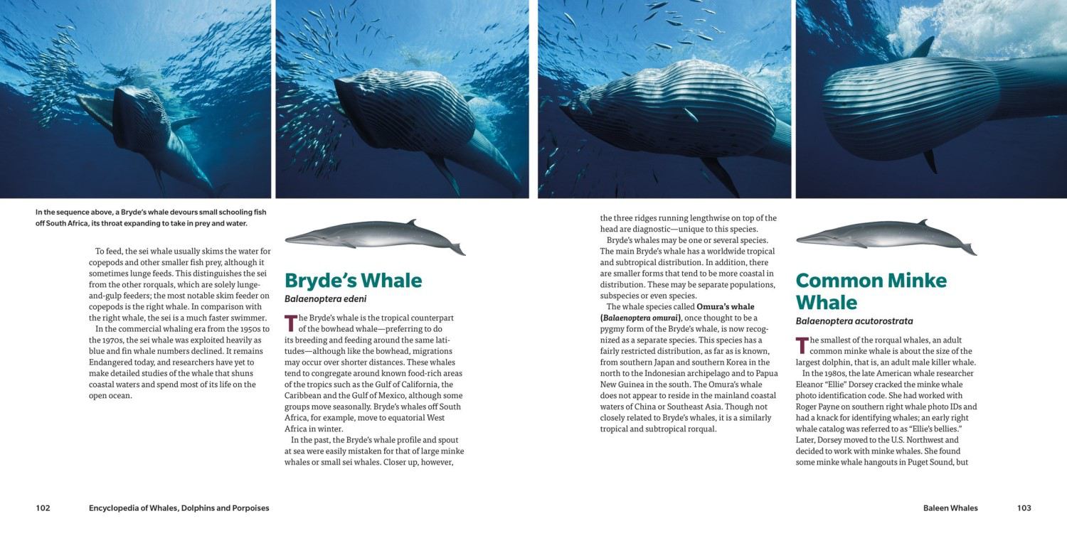 Encyclopedia of Whales, Dolphins, and Porpoises by Erich Hoyt | 9781770859418 | Booktopia