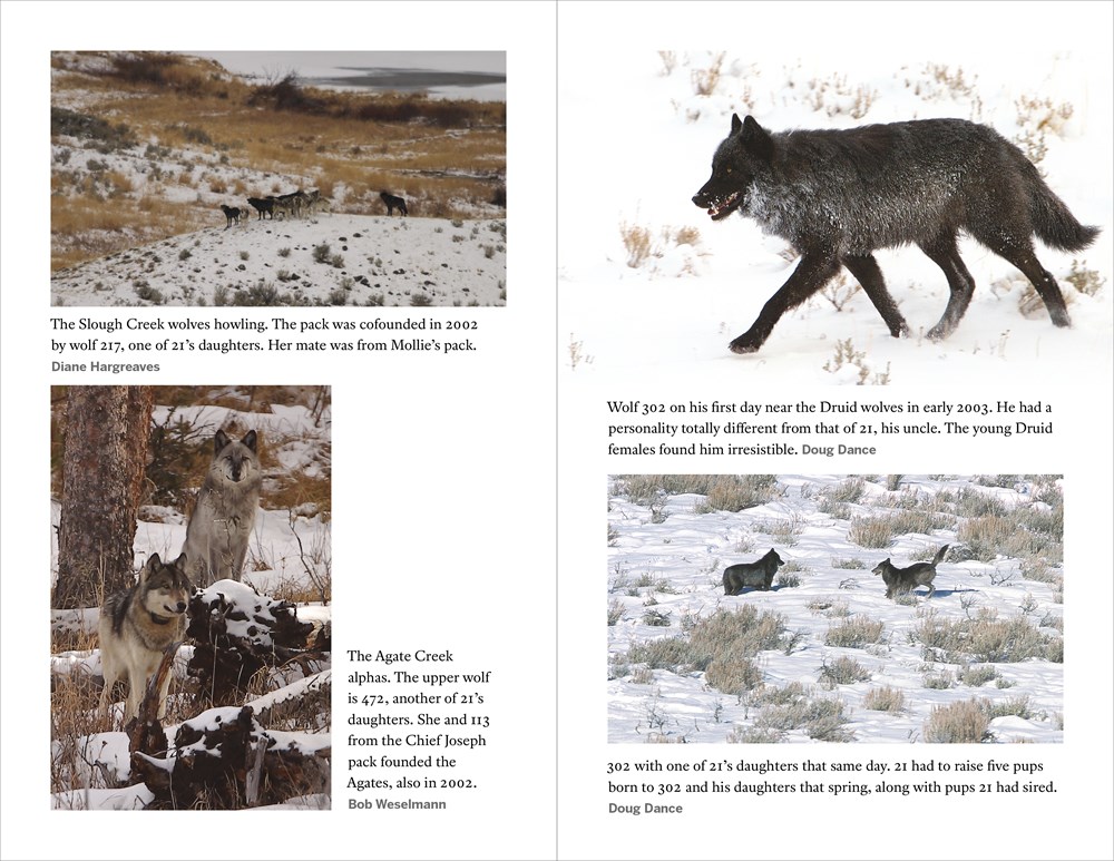 The Reign of Wolf 21, The Saga of Yellowstone's Legendary Druid Pack by ...