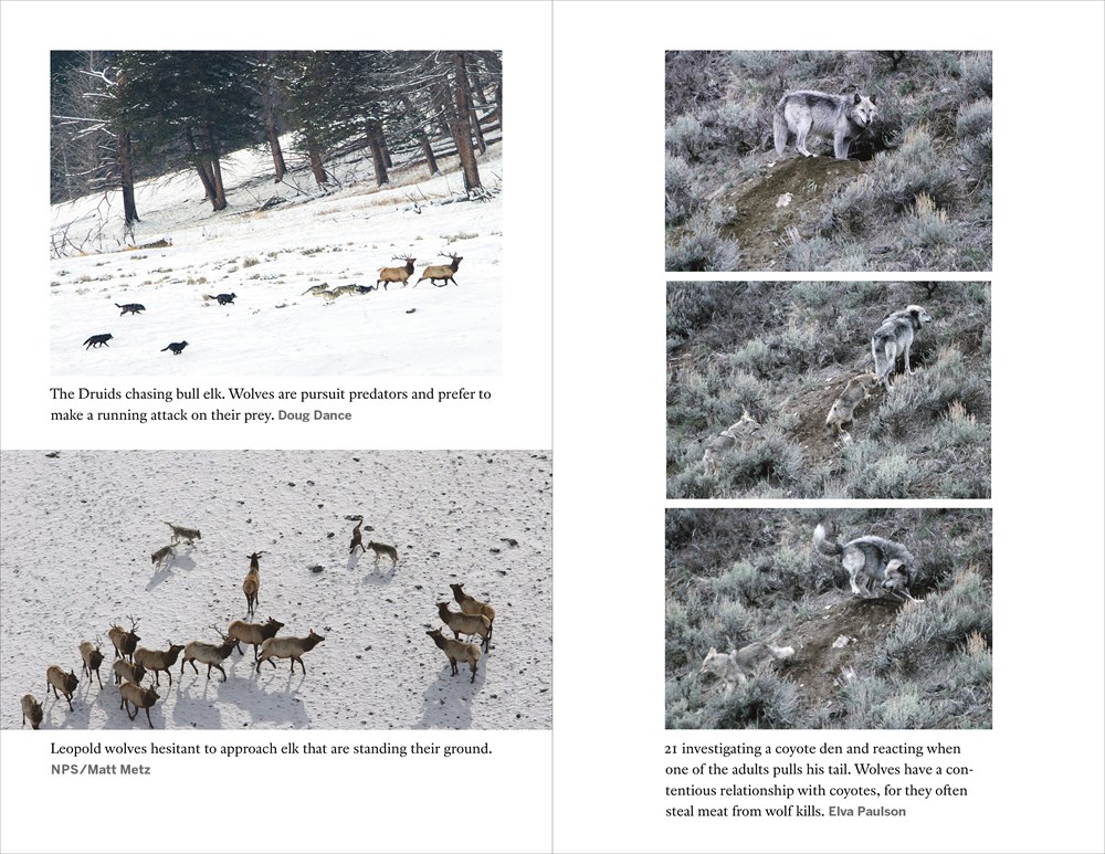 The Reign of Wolf 21, The Saga of Yellowstone's Legendary Druid Pack by ...