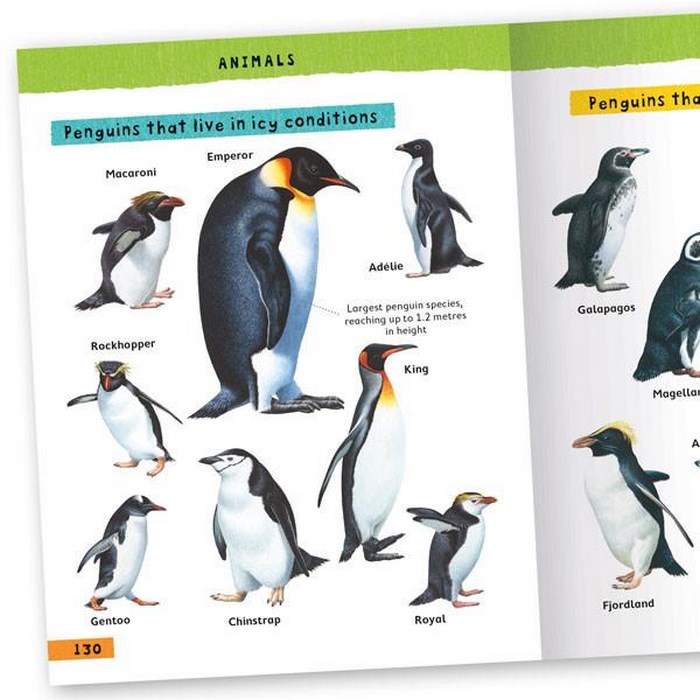 Junior Picture Dictionary, Junior by Miles Kelly | 9781782099703 ...