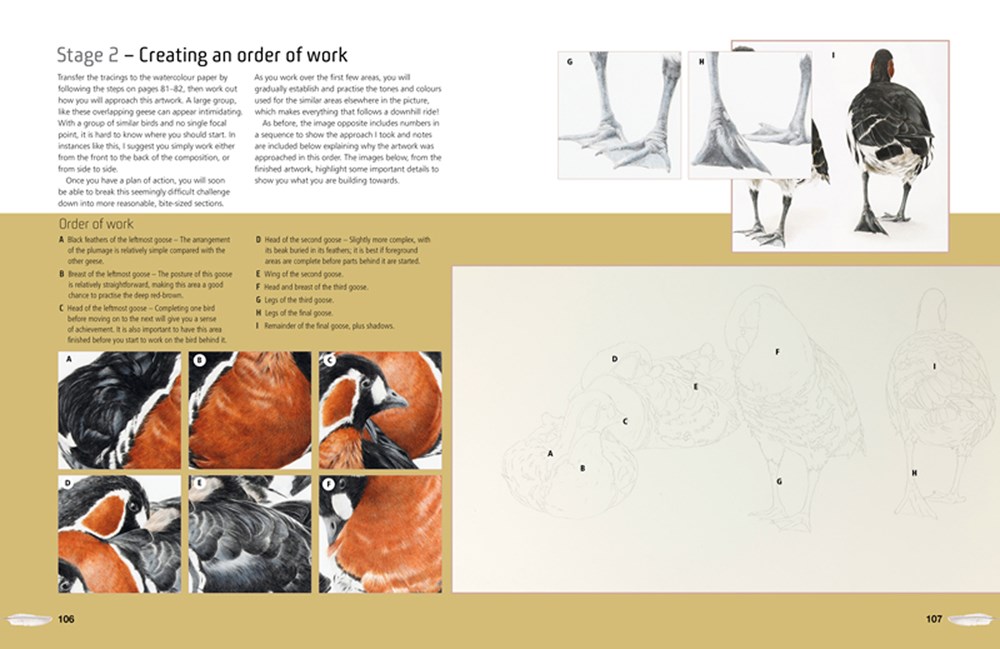 Bird Art, Drawing Birds Using Graphite & Coloured Pencils by Alan ...