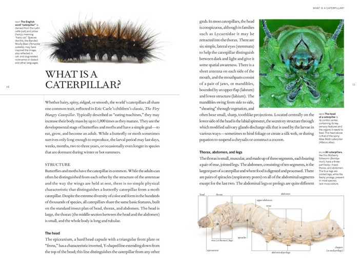 The Book of Caterpillars, A life-size guide to six hundred species from ...