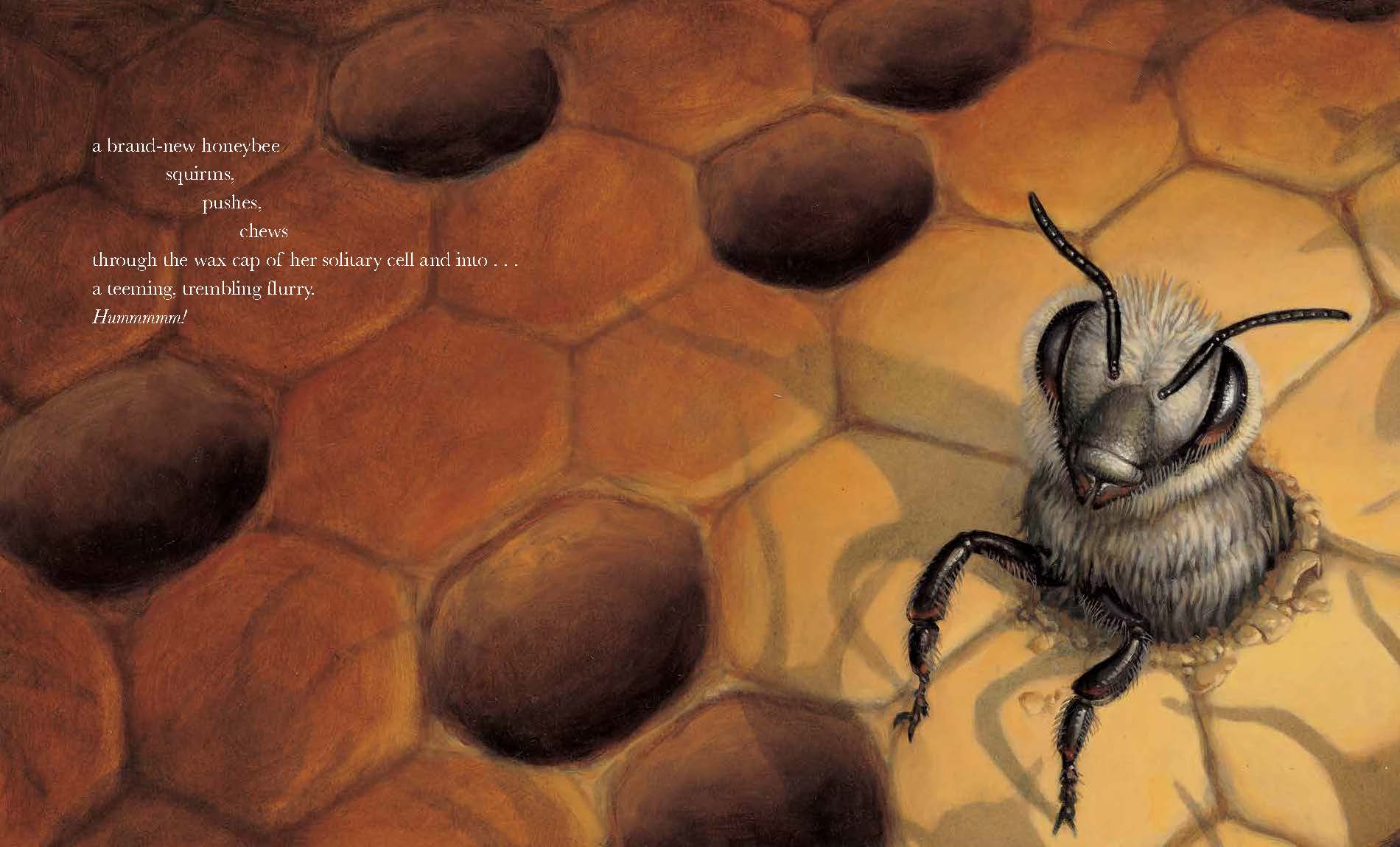 Honeybee, The Busy Life of Apis Mellifera by Candace Fleming ...