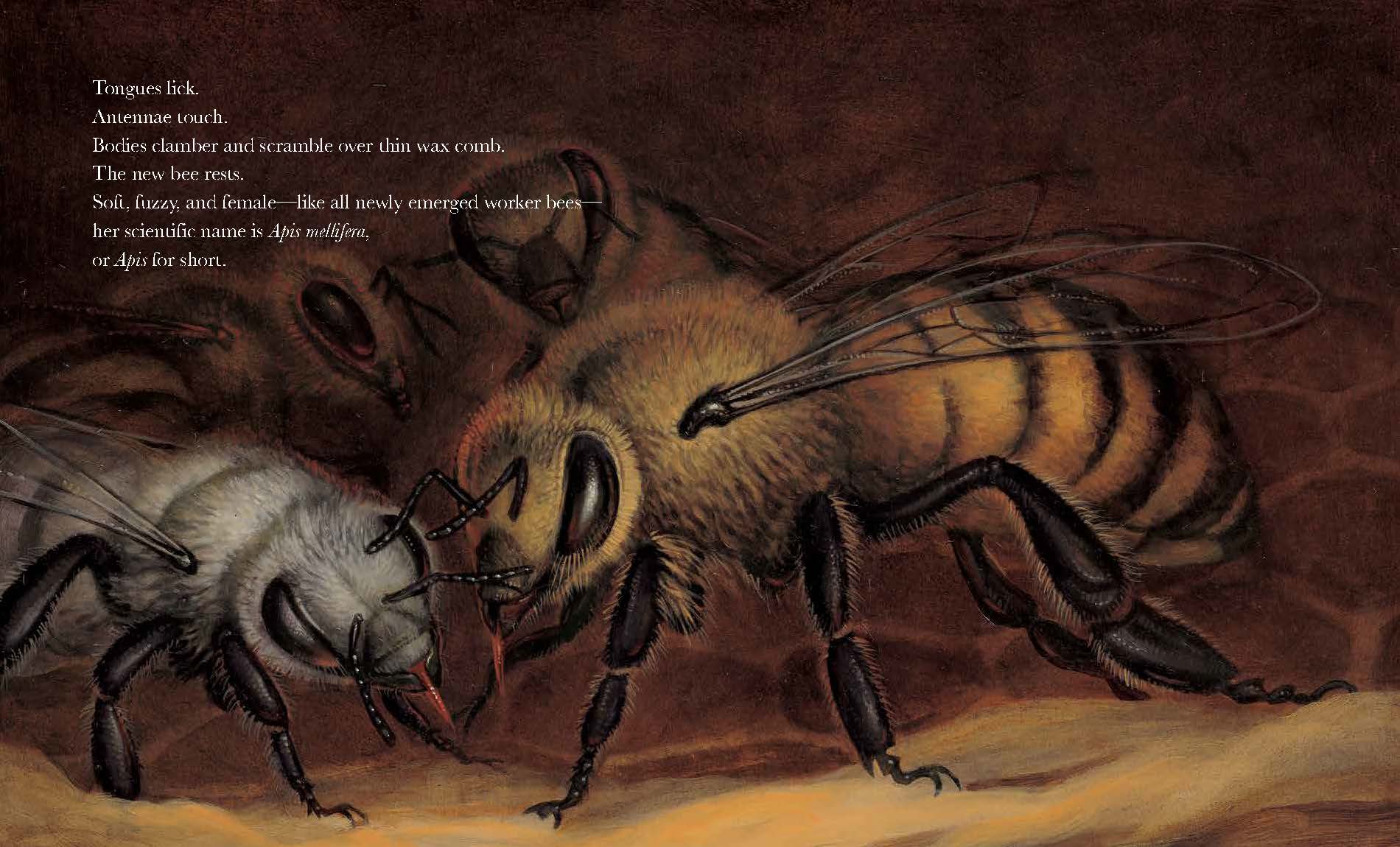 Honeybee, The Busy Life of Apis Mellifera by Candace Fleming ...