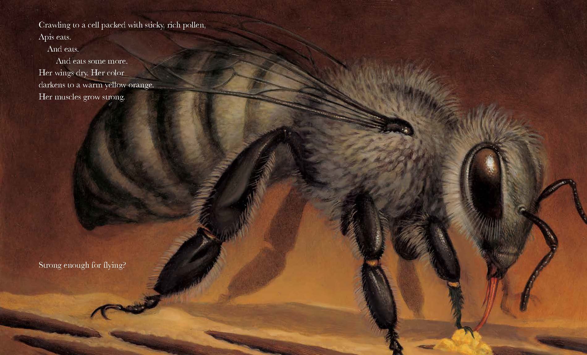 Honeybee, The Busy Life of Apis Mellifera by Candace Fleming ...