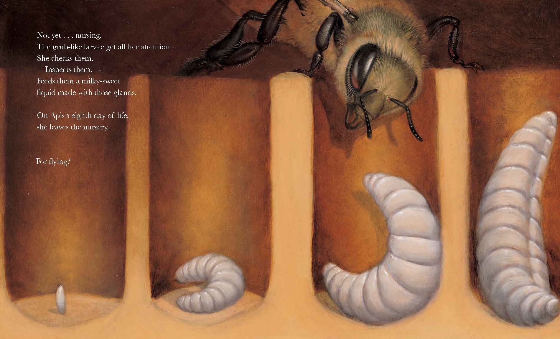 Honeybee, The Busy Life of Apis Mellifera by Candace Fleming ...
