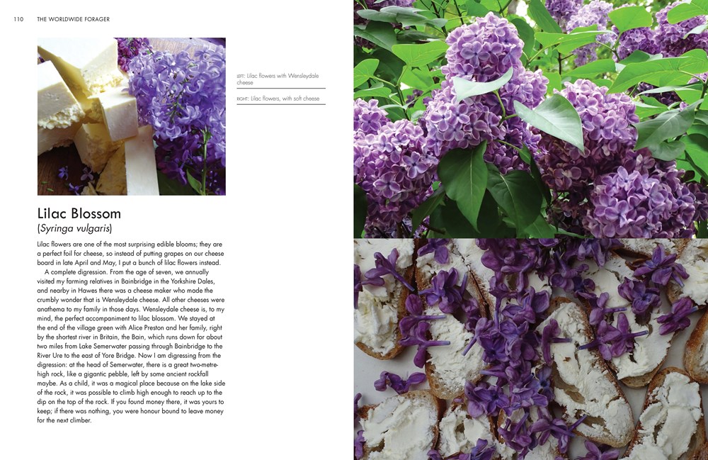 The Worldwide Forager by Roger Phillips | 9781783528820 | Booktopia