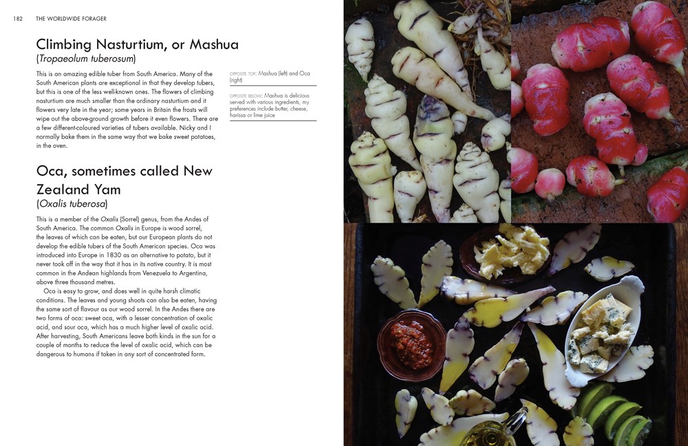 The Worldwide Forager by Roger Phillips | 9781783528820 | Booktopia