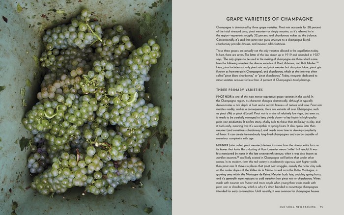 Champagne, The essential guide to the wines, producers, and terroirs of ...
