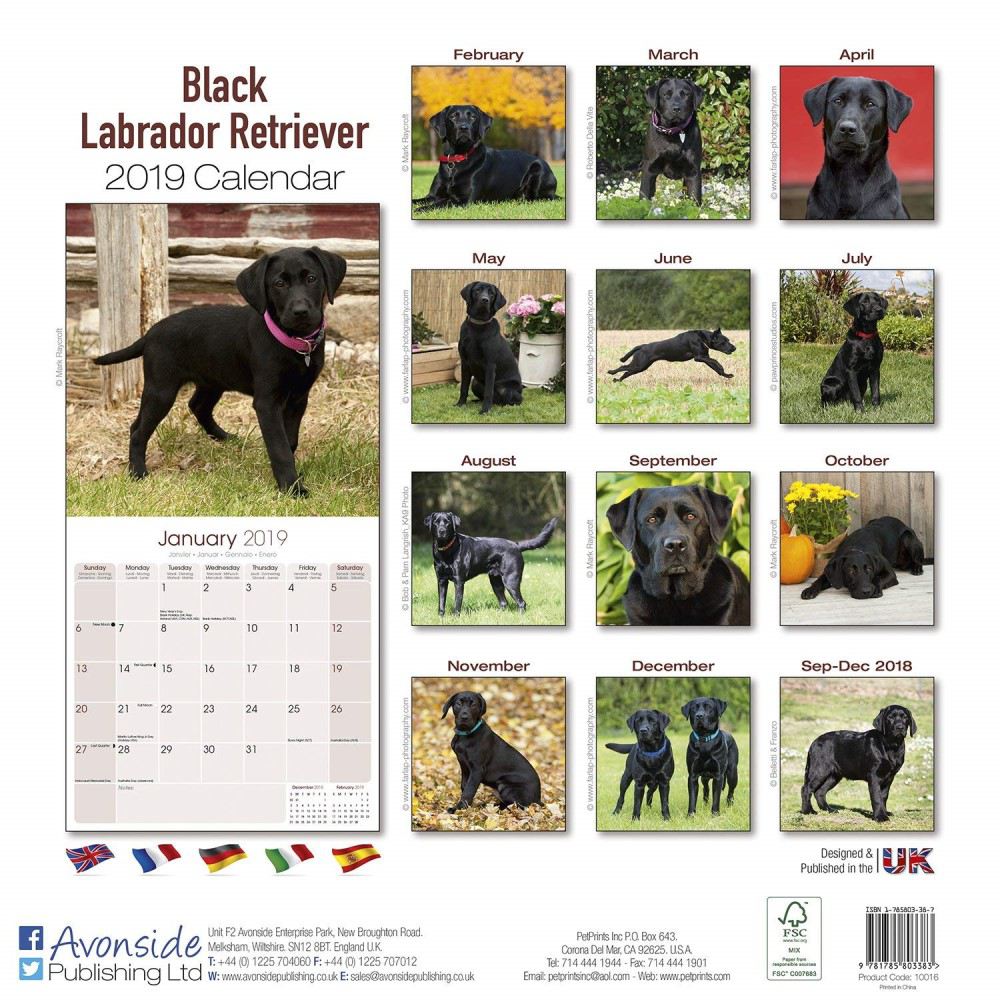 Black Labrador Retriever 2019 Calendar, 2019 Wall Calendar by Avonside ...