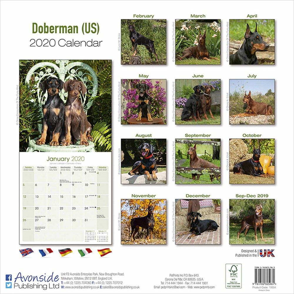 Doberman (US) Calendar 2020 by Avonside Publishing Ltd | 9781785805981 ...