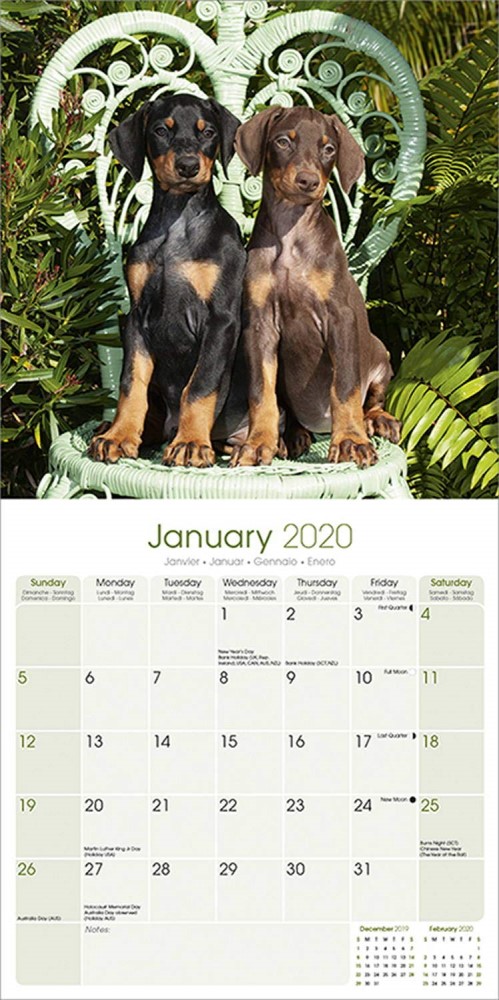 Doberman (US) Calendar 2020 by Avonside Publishing Ltd | 9781785805981 ...