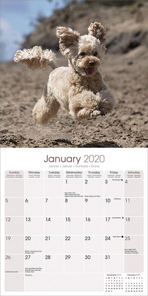 Toy & Miniature Poodle Calendar 2020 by Avonside Publishing Ltd ...