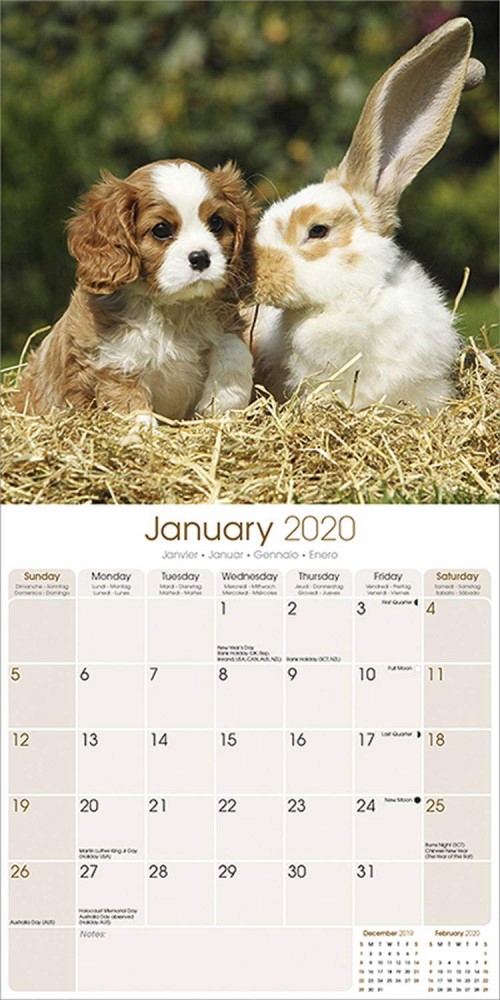 Baby Animals Calendar 2020 by Avonside Publishing Ltd | 9781785806940 ...