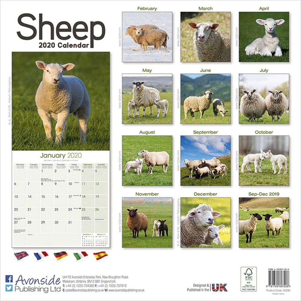 Sheep - 2020 Wall Calendar by Avonside Publishing Ltd | 9781785807206 ...