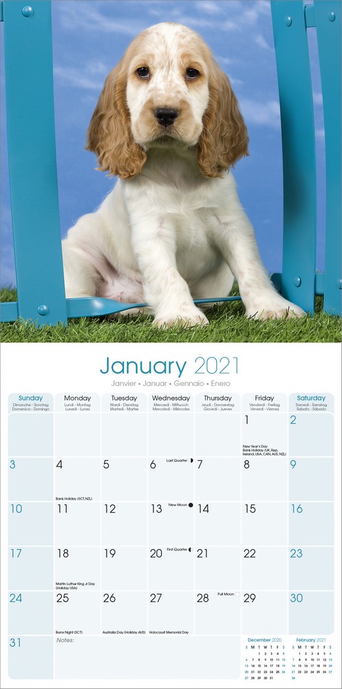 English Cocker Spaniel - 2021 Wall Calendar, 16-Month Wall Calendar ...